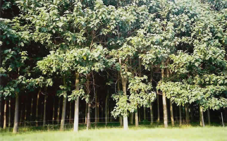 Megafolia Tree - Photo Album