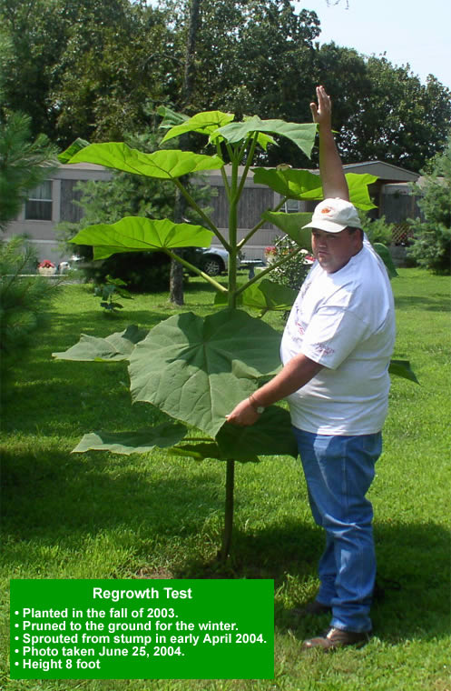 Paulownia kawakamii aka Empress Tree, Dragon Tree? - bambooweb.info